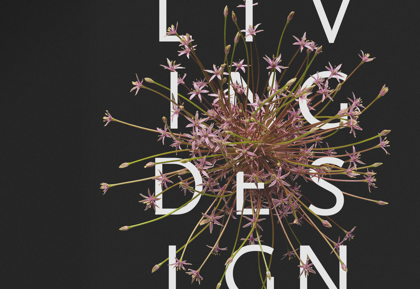 SWT Design – Branding & Website by TOKY